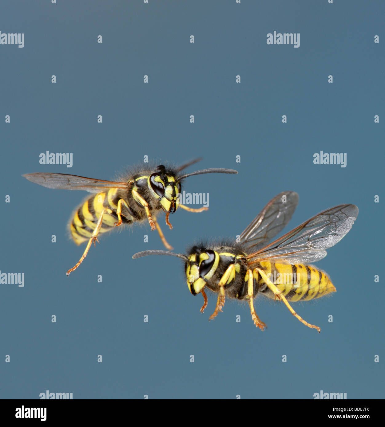 Wasps hi-res stock photography and images - Alamy