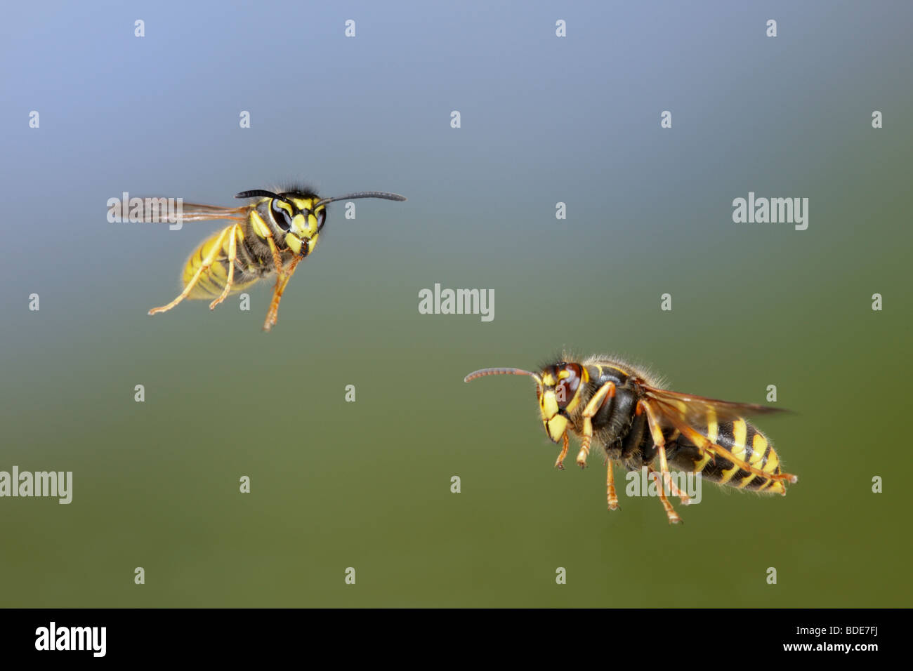 median wasp Dolichovespula media in flight Stock Photo - Alamy