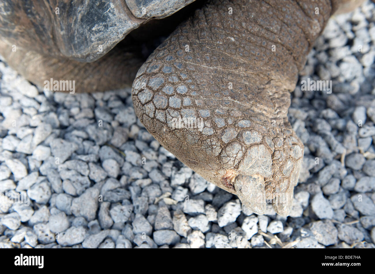 Close up Giant Tortoise foot and leg on ground, Galapagos Islands ...