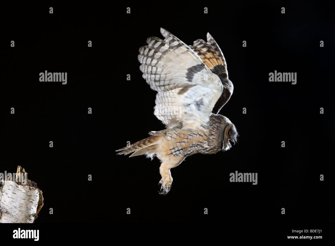 Long eared owl flight hi-res stock photography and images - Alamy