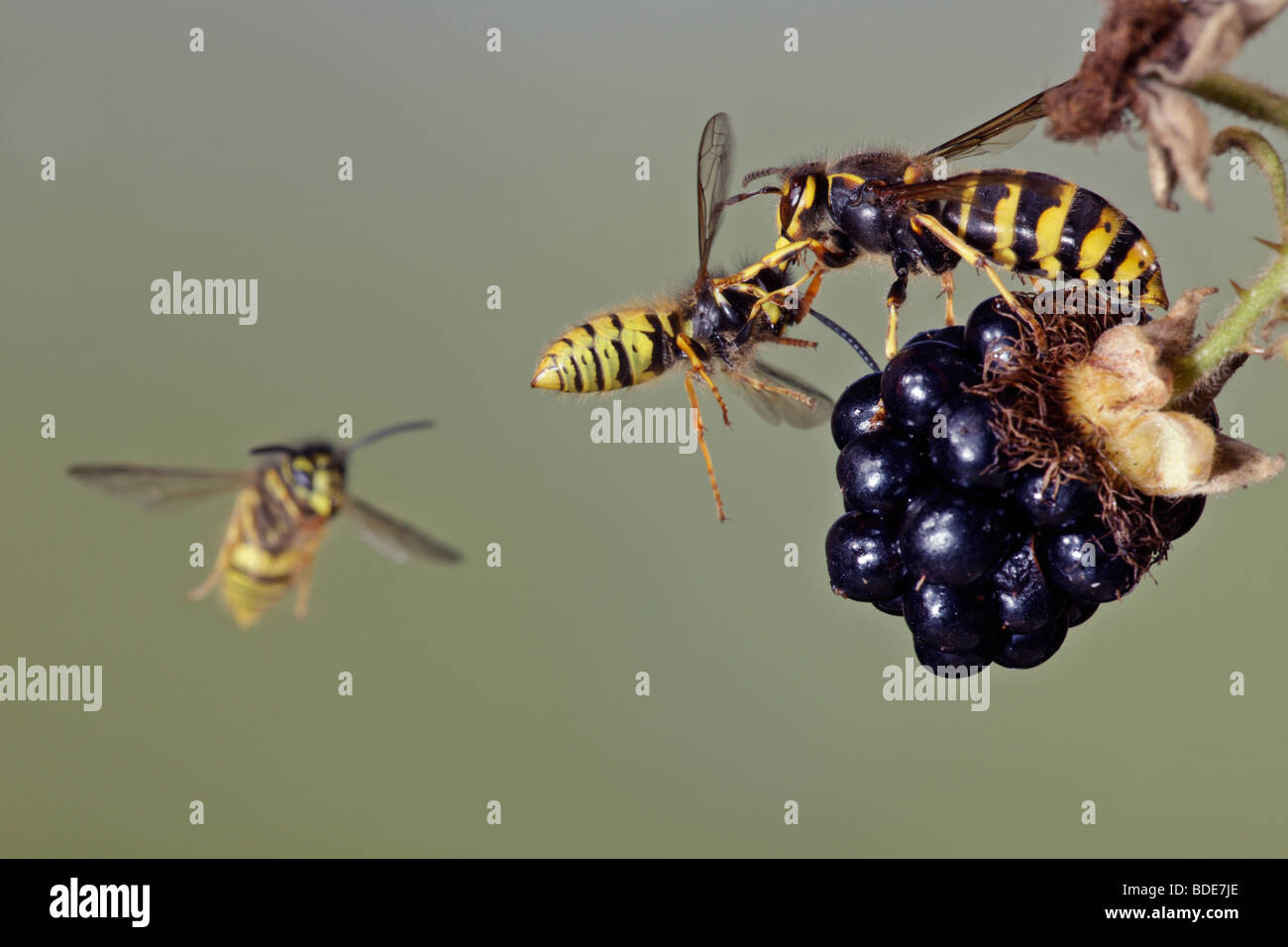 Wasps in flight Stock Photo - Alamy