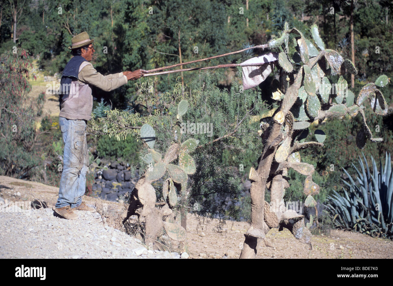 Cochinilla hi-res stock photography and images - Alamy