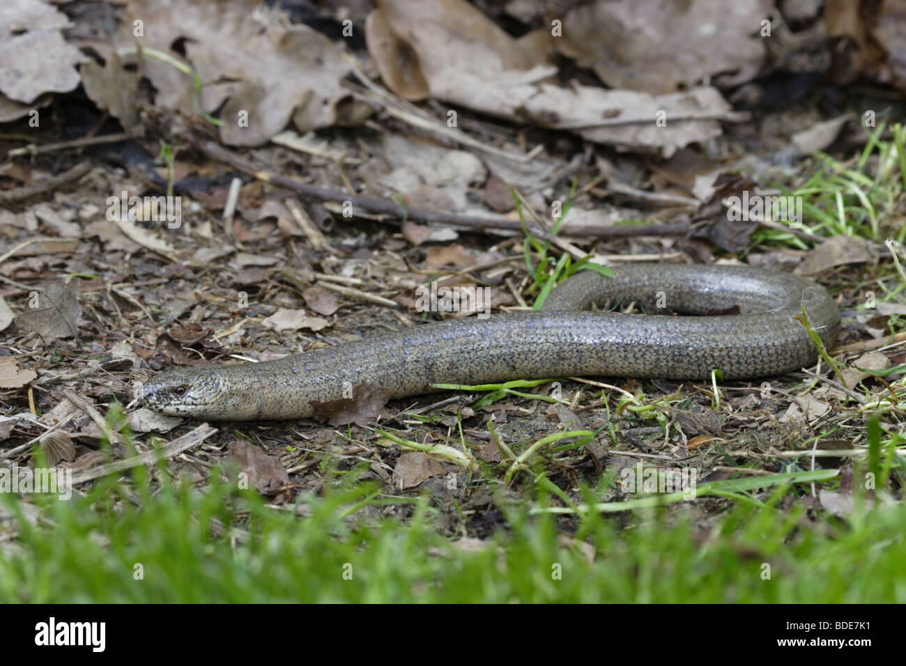 Blindschleiche blindworm (Anguis fragilis Stock Photo - Alamy