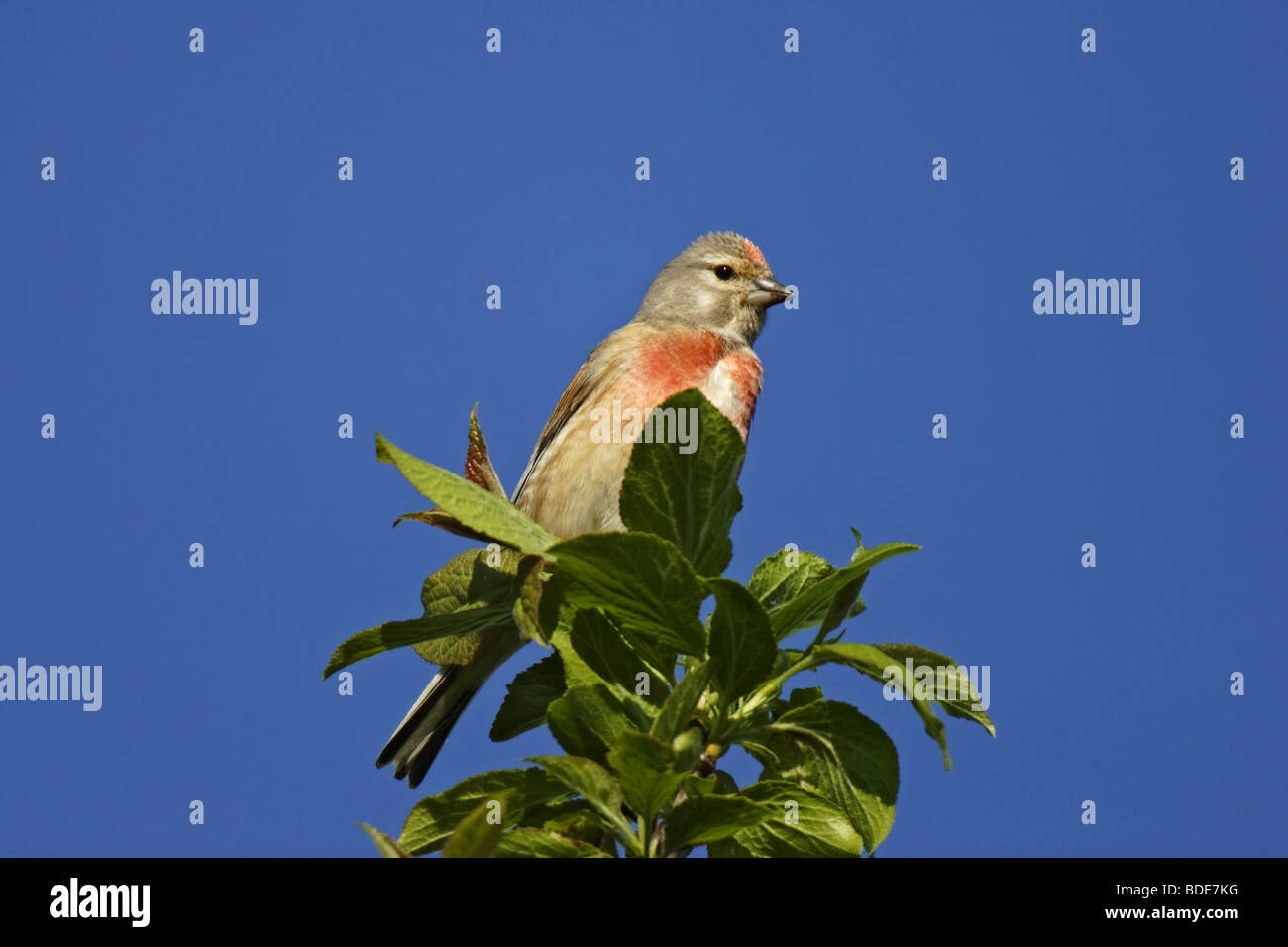 Finches hi-res stock photography and images - Alamy