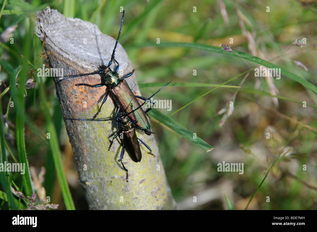 A pair of musk beetles Aromia moschata Stock Photo - Alamy