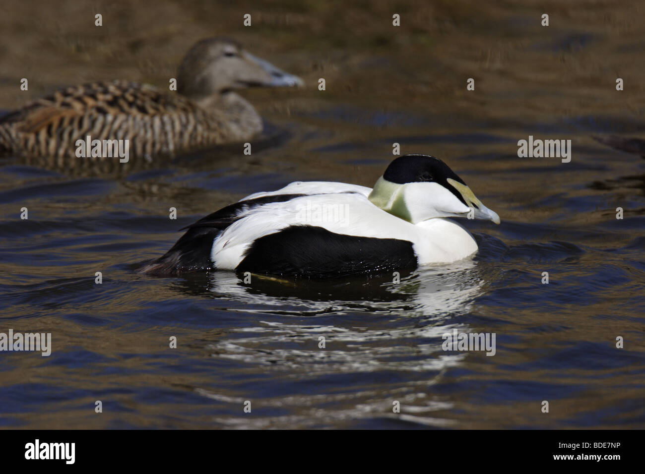 Eiderente (Somateria mollissima) Common Eider male Stock Photo - Alamy