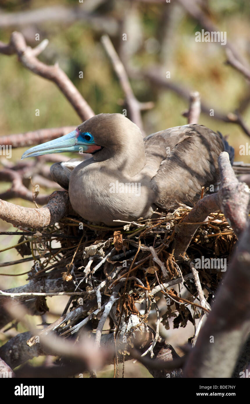 Red footed bird hi-res stock photography and images - Alamy