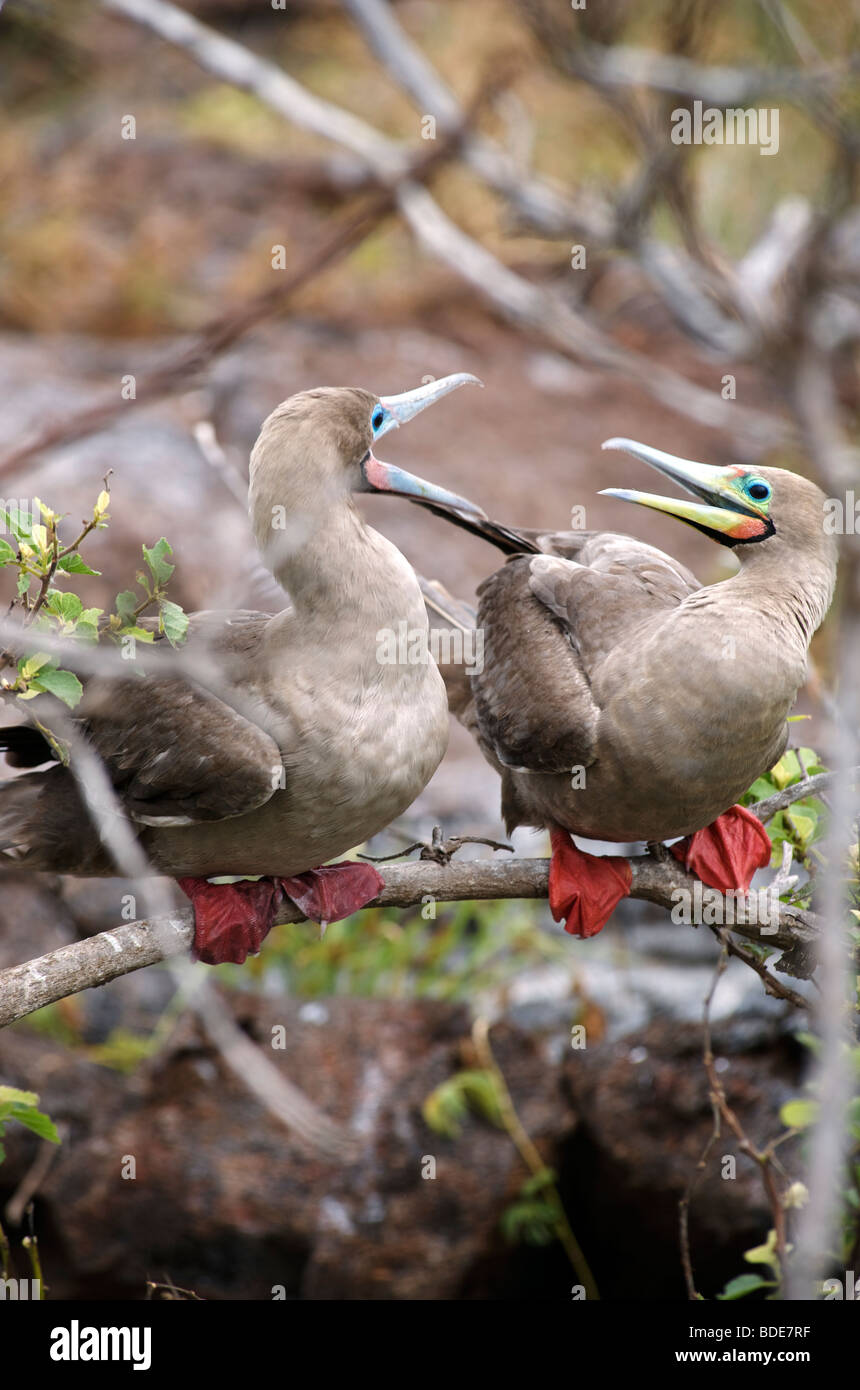Red Footed Booby Bird in tree, Genovesa Island, Galapagos, Pacific ...