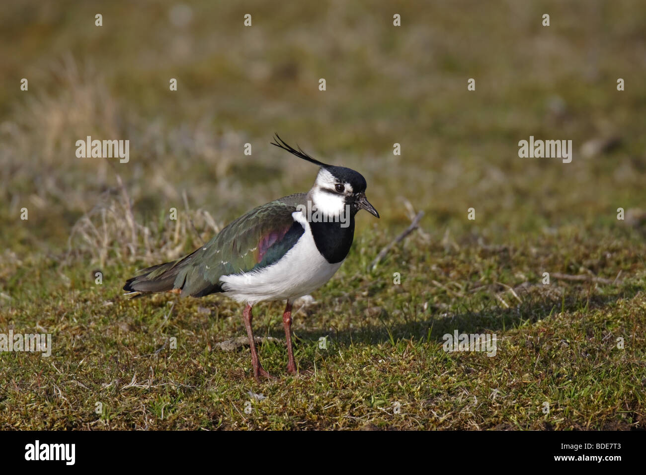Vanellus v hi-res stock photography and images - Alamy