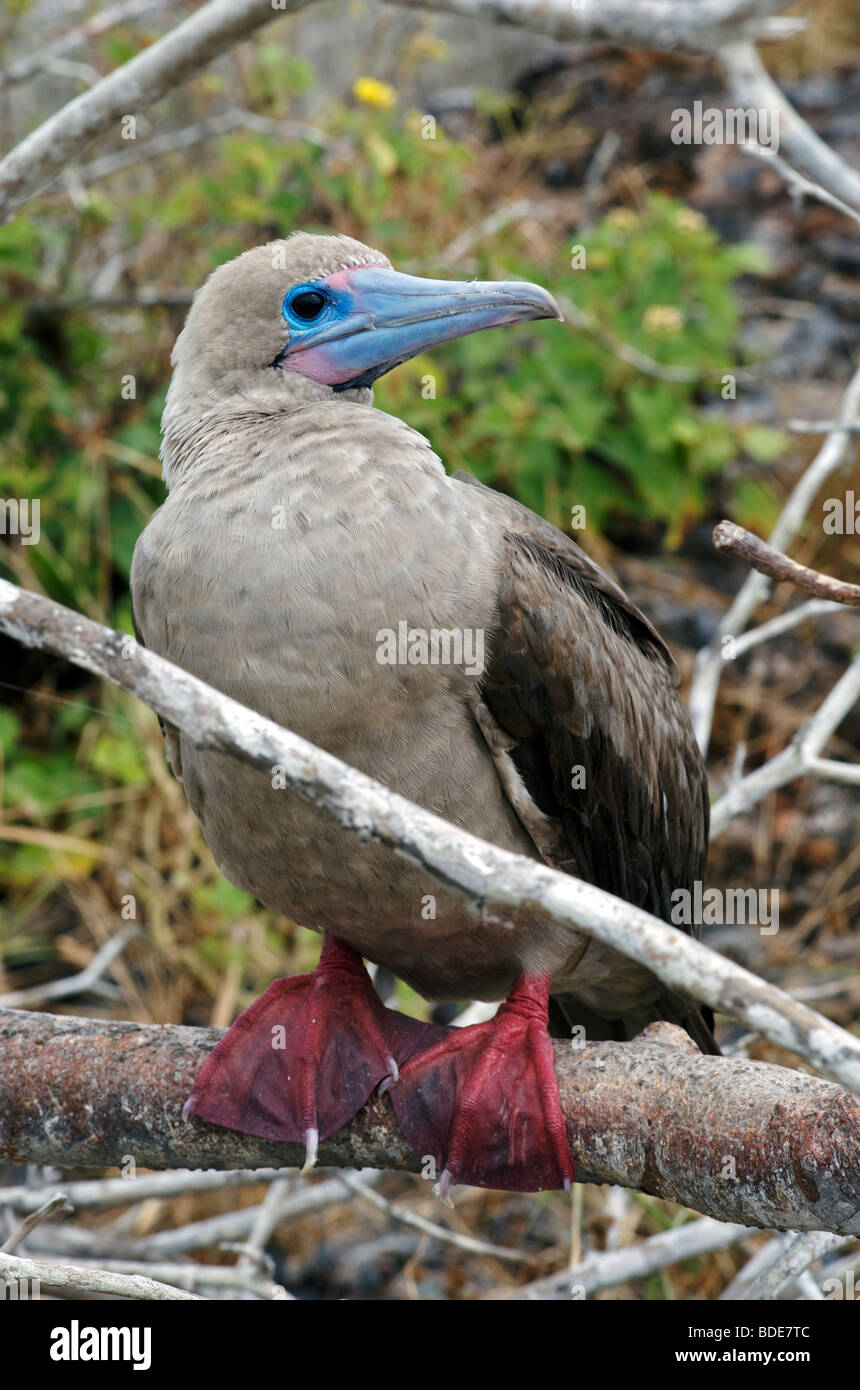 Red Footed Booby Bird in tree, Genovesa Island, Galapagos, Pacific ...