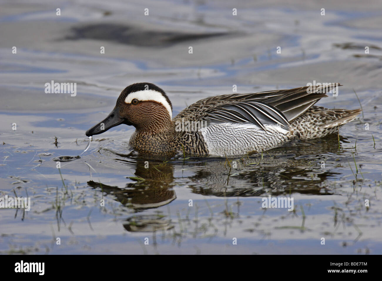 knäkente (Anas querquedula) Garganey drake Stock Photo - Alamy