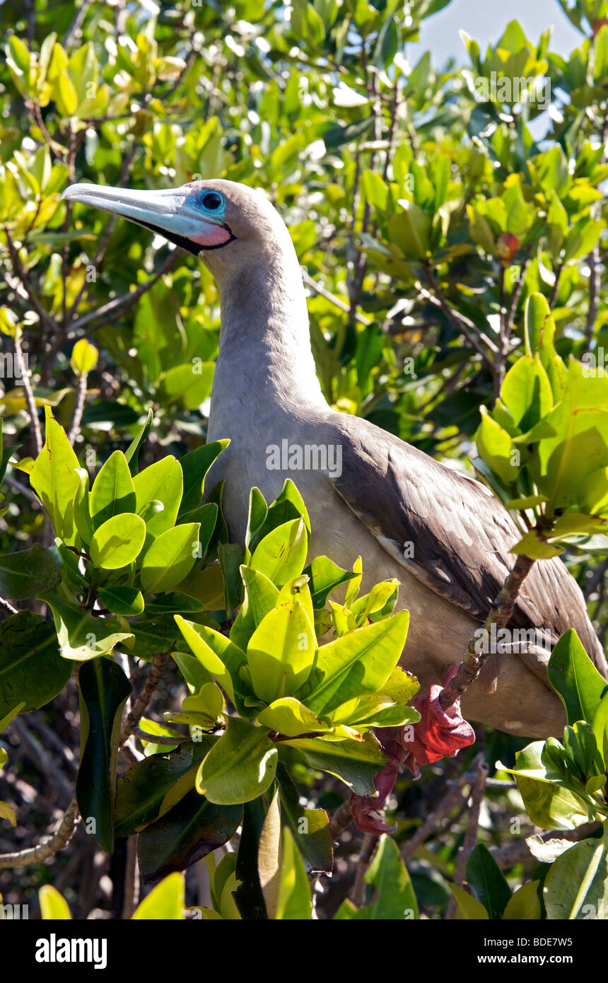 Red Footed Booby Bird in tree, Genovesa Island, Galapagos, Pacific ...