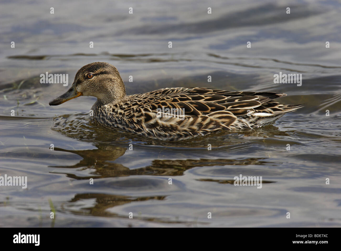 Krickente (Anas crecca) common teal - female Stock Photo - Alamy