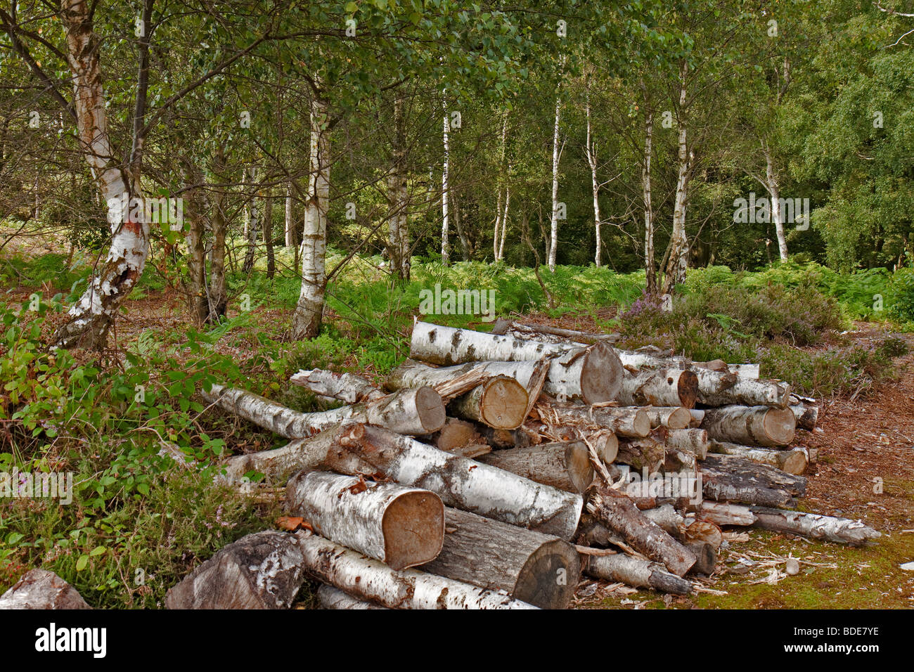 Deforestation england hi-res stock photography and images - Alamy