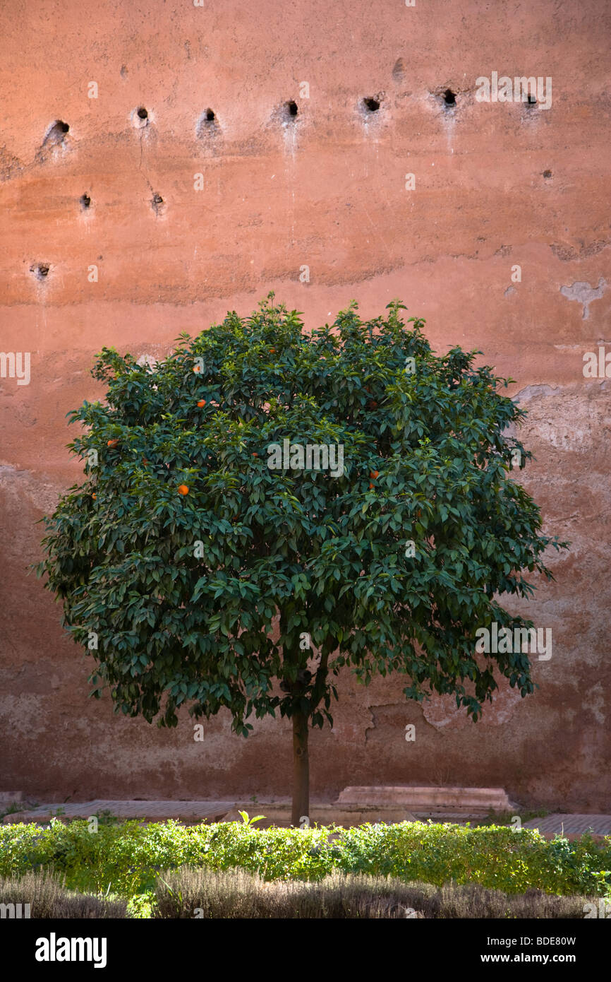 An orange tree in the Saadian Tombs in the Kasbah, the Medina ...