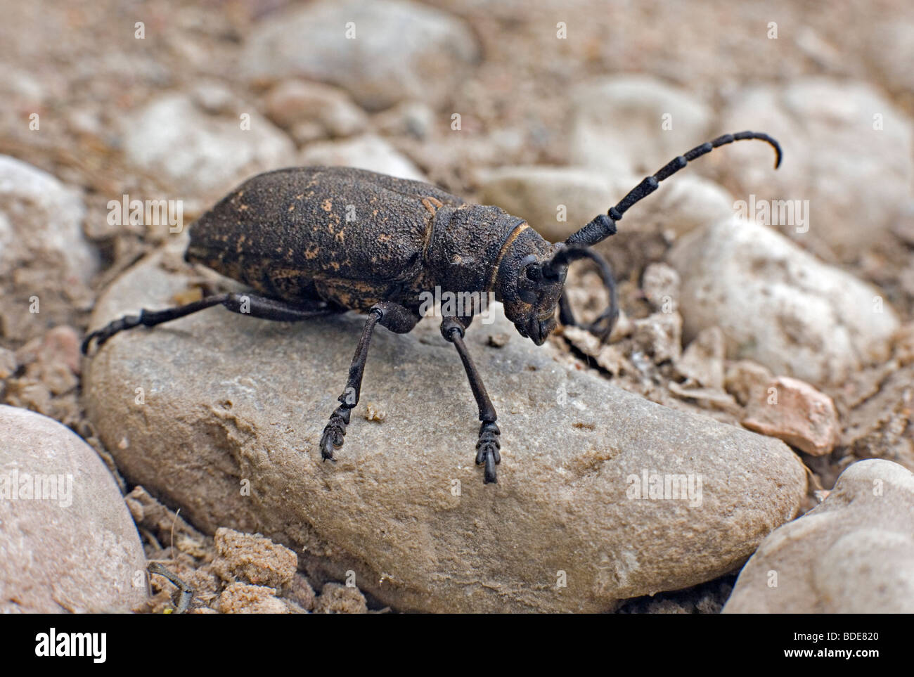 Lamia textor Weaver Beetle in close-up Stock Photo - Alamy