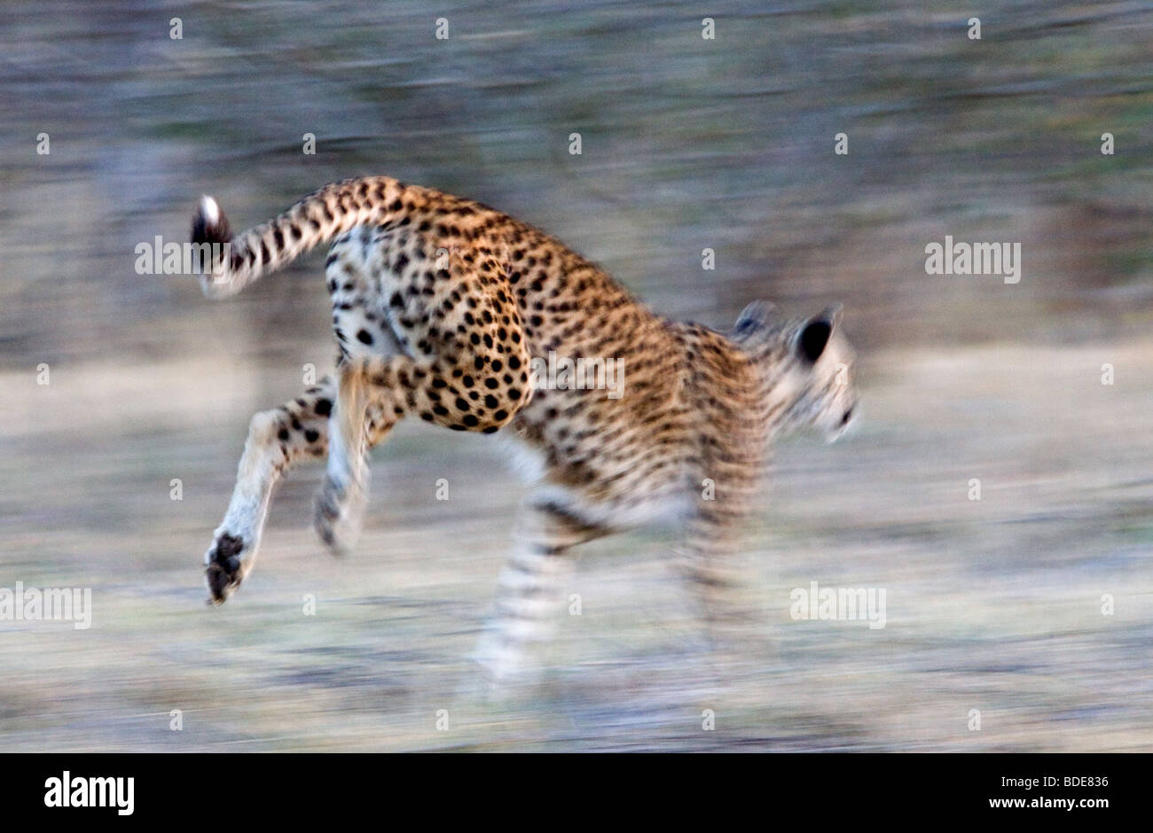 Cheetah running hi-res stock photography and images - Alamy