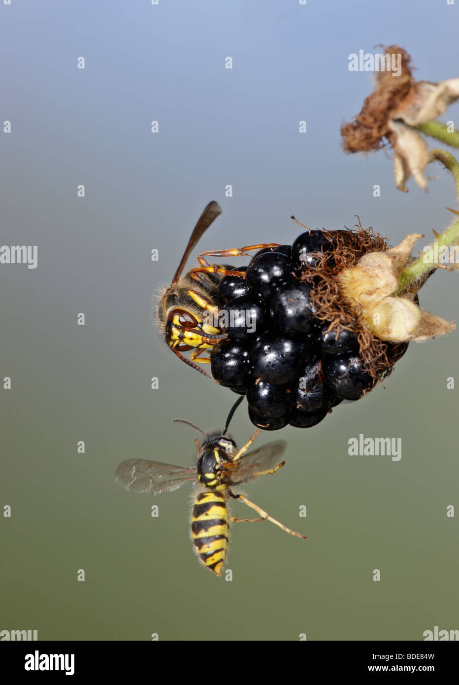 Wasps in flight Stock Photo - Alamy