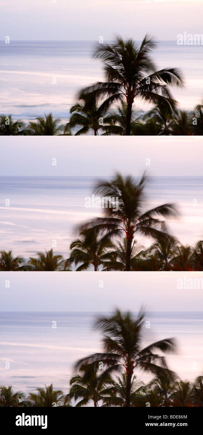 Storm winds blowing trees hi-res stock photography and images - Alamy