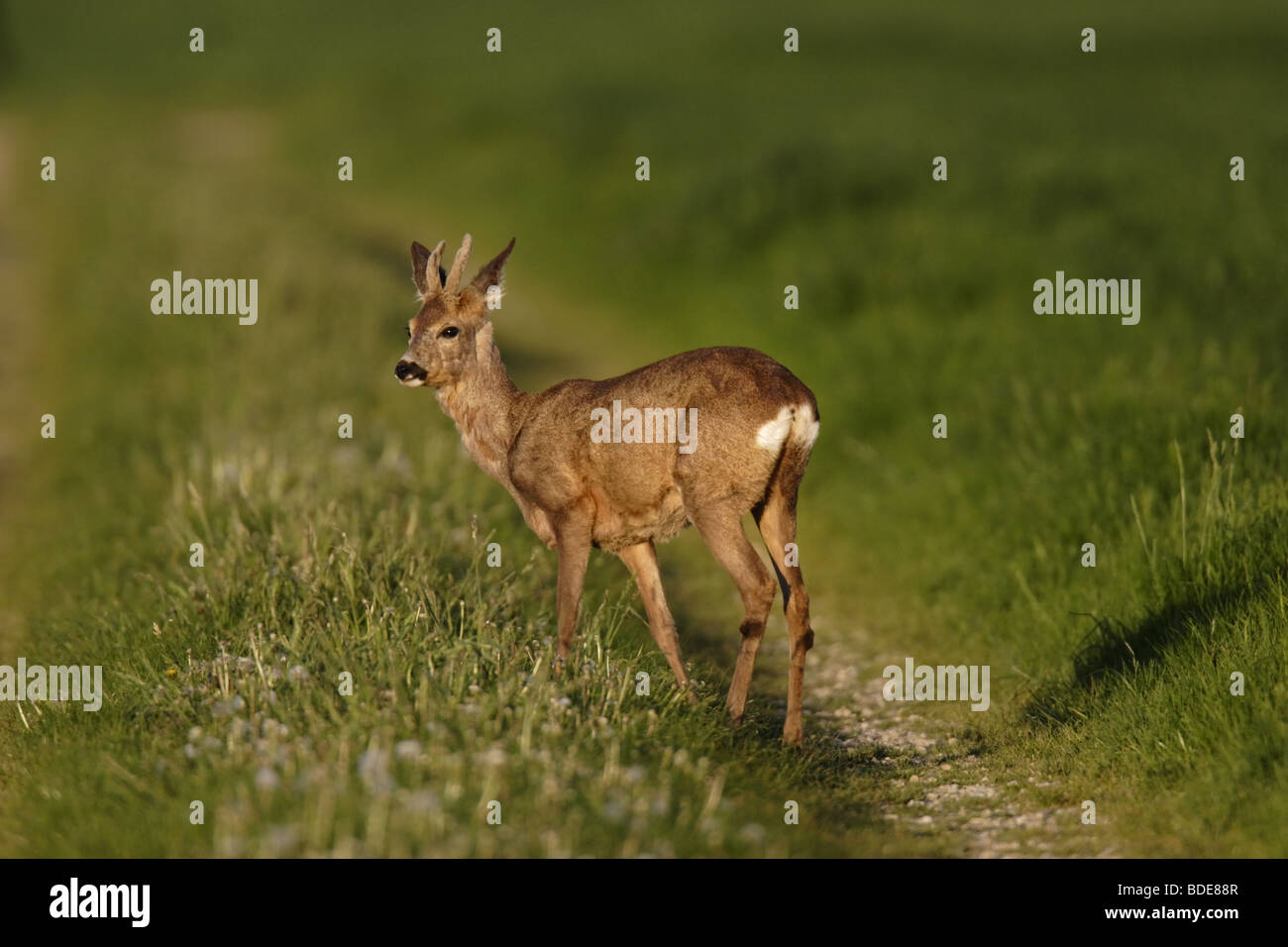 Europäisches Reh (Capreolus capreolus) roe deer Stock Photo - Alamy
