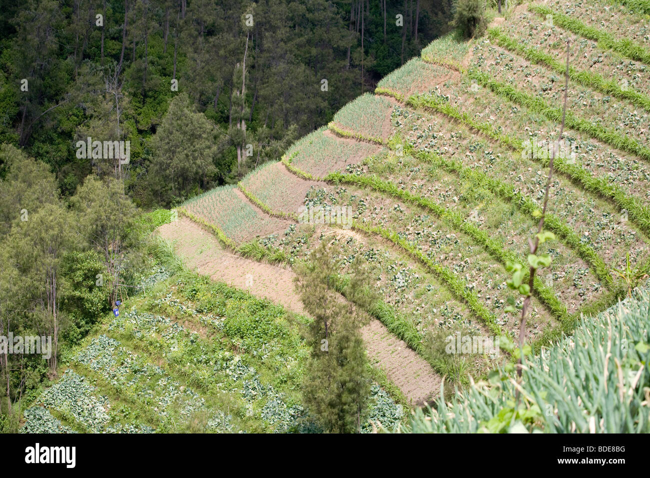 Tiered Farmland on steep slopes In Java, Indonesia Stock Photo - Alamy