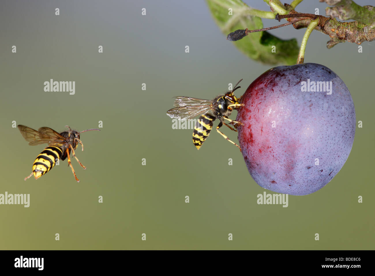 Median wasps Dolichovespula media and Common wasp Vespula vulgaris ...