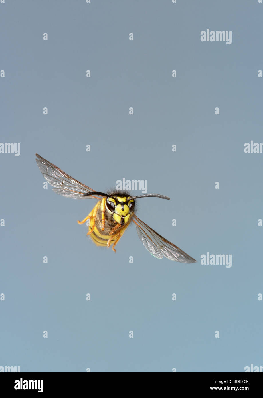 Wasps in flight Stock Photo - Alamy