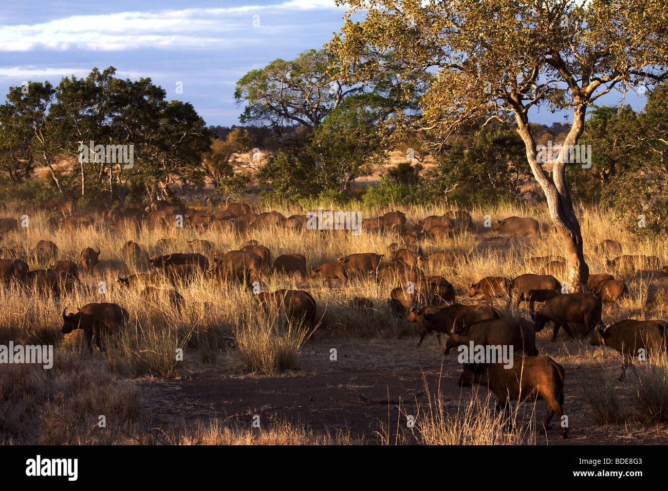 African Buffalo, Affalo or Cape Buffalo moving across the Kruger Stock ...