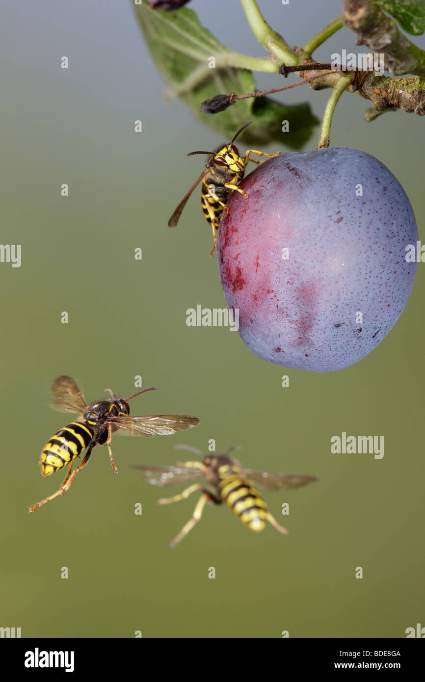 Median wasps Dolichovespula media and Common wasp Vespula vulgaris ...
