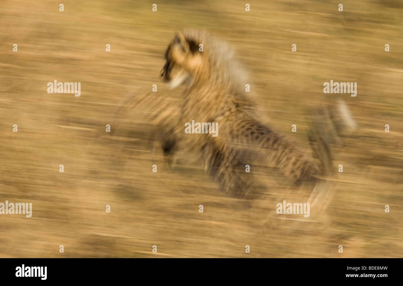 Cheetah cub running at speed Stock Photo - Alamy