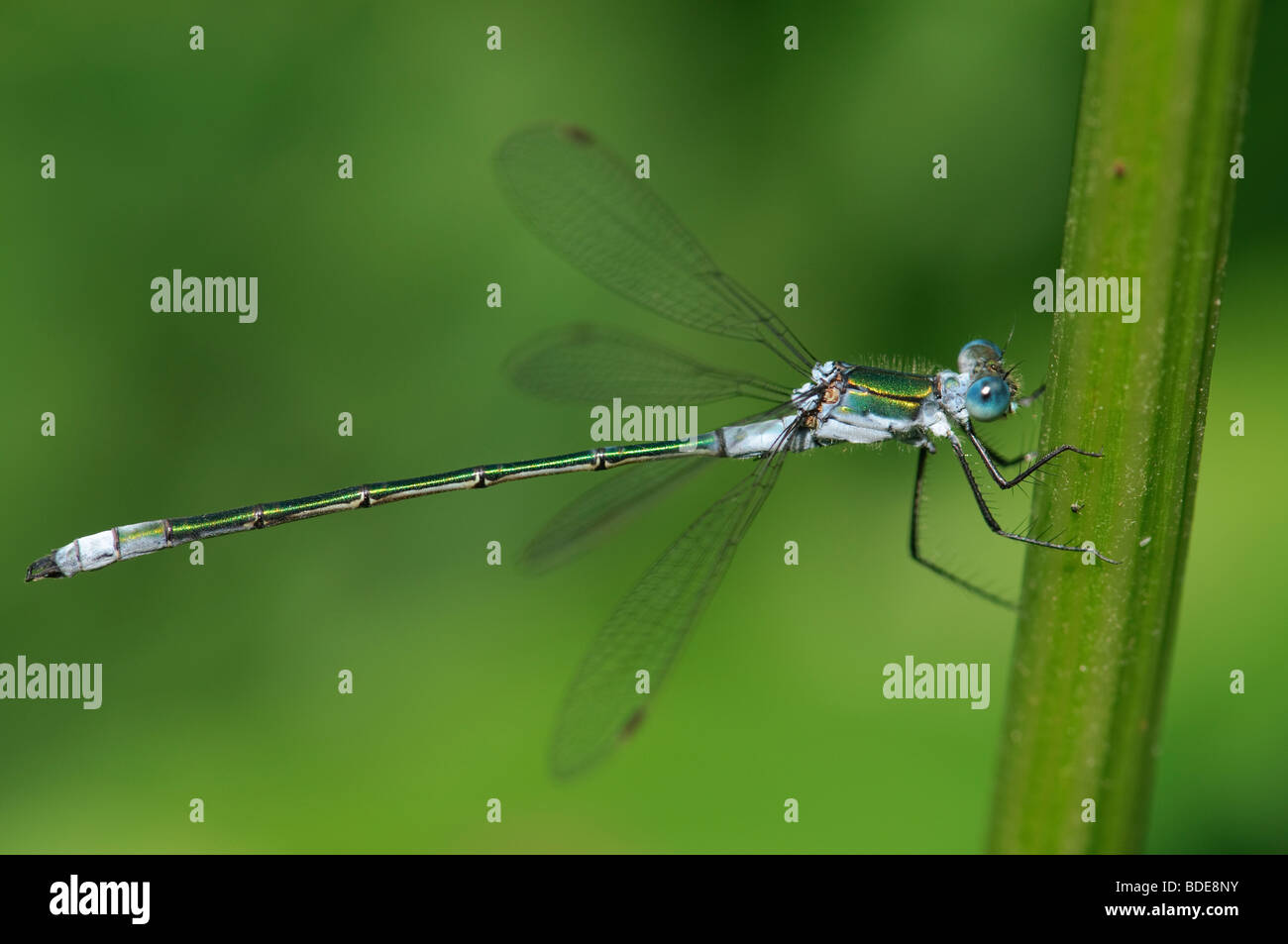 Emerald damselfly perching on hi-res stock photography and images - Alamy