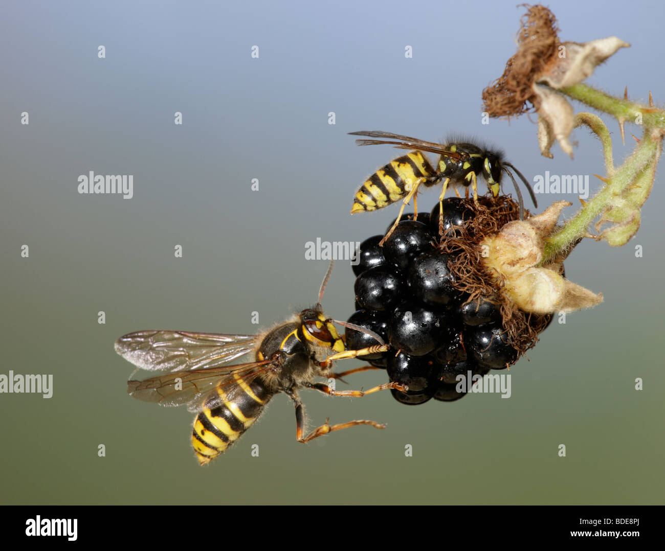 DOLICHOVESPULA MEDIA and Common wasps Vespula vulgaris in flight Stock ...