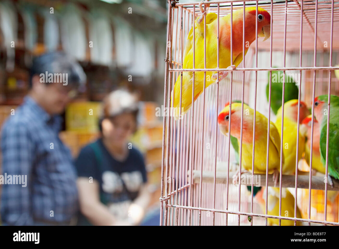 Birds in cage ready for sale Bird Market, Mong Kok in Hong Kong, China ...