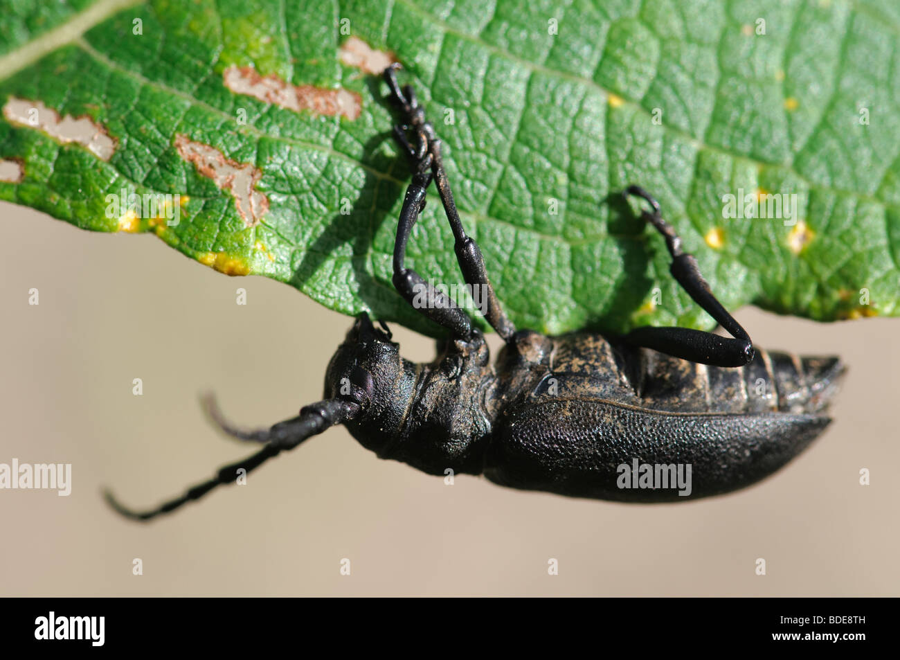 Longhorned Beetle Lamia textor Stock Photo - Alamy