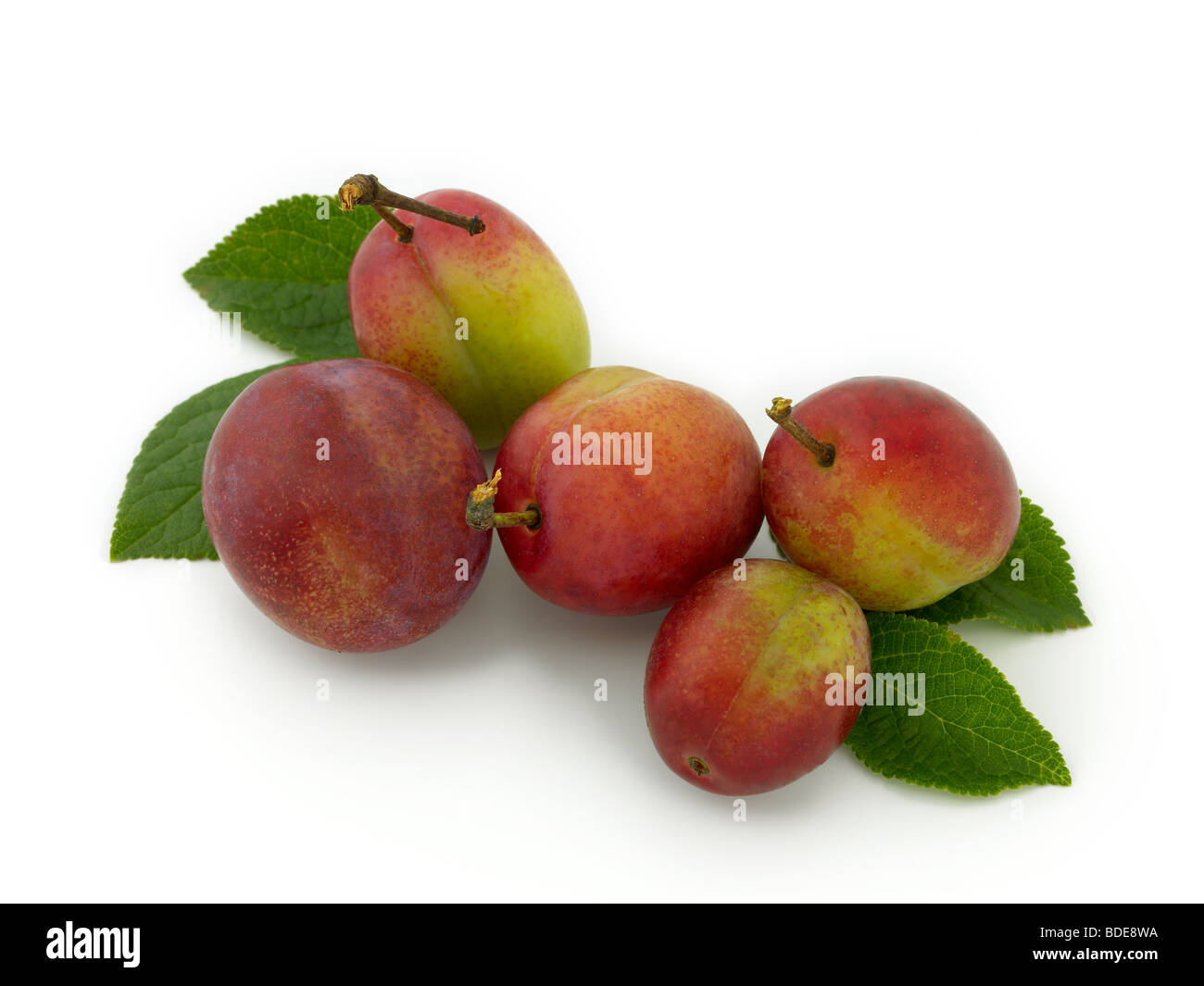 Victoria plum tree garden Cut Out Stock Images & Pictures - Alamy