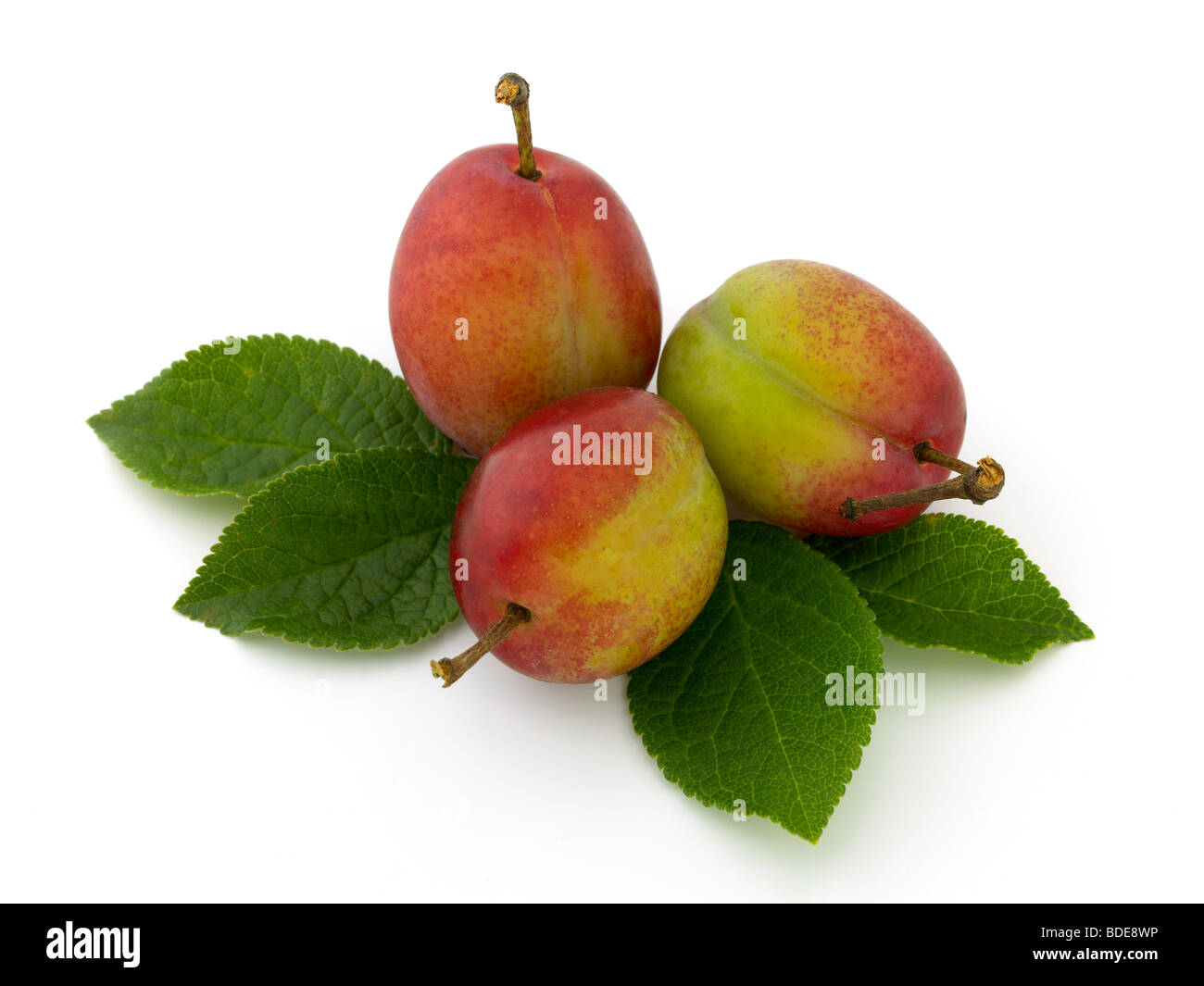 English plum Cut Out Stock Images & Pictures - Alamy