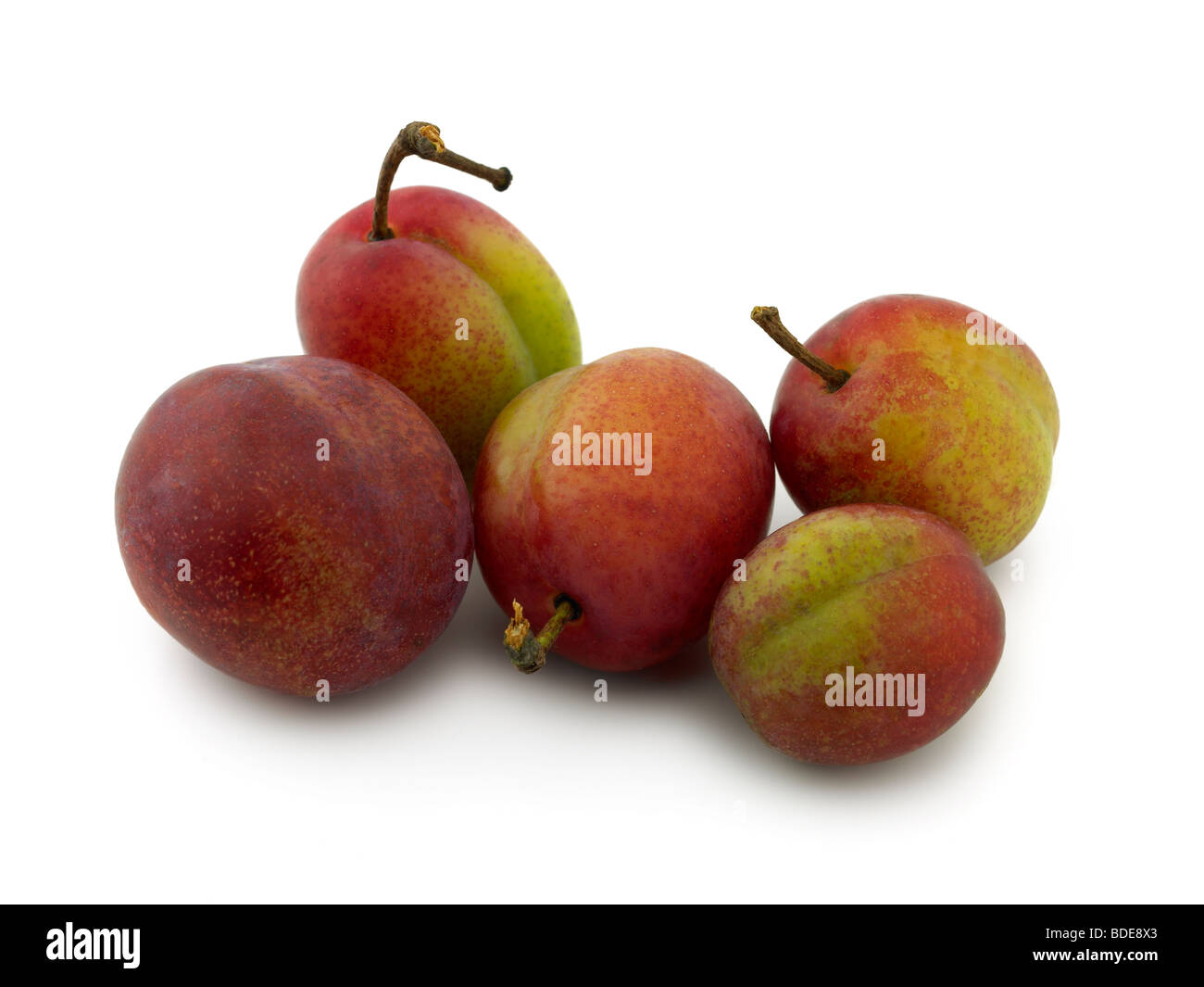 Victoria plums tree Cut Out Stock Images & Pictures - Alamy