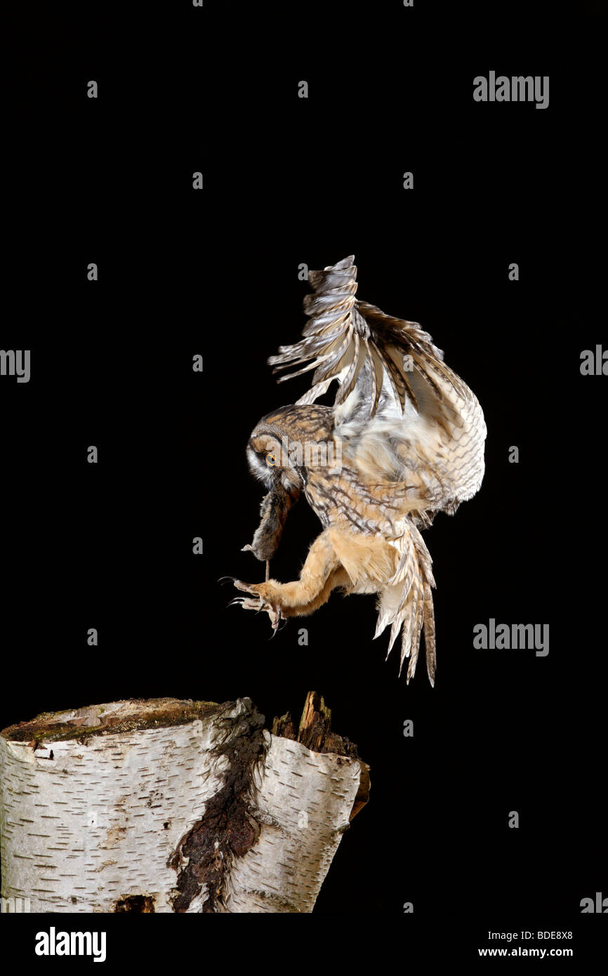 Long eared owl in flight hi-res stock photography and images - Alamy