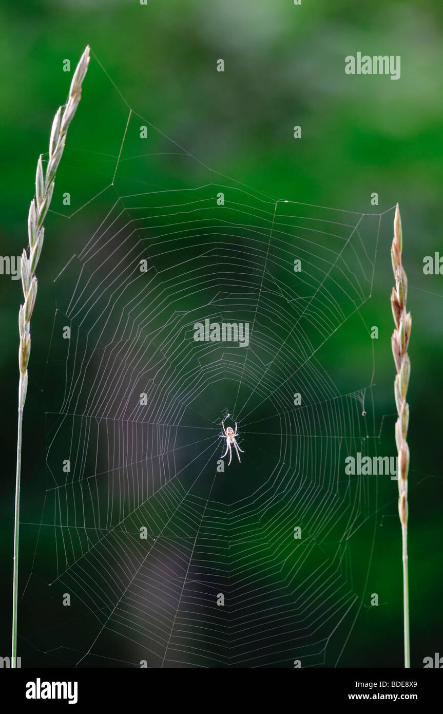 How does a spider make its web hi-res stock photography and images - Alamy