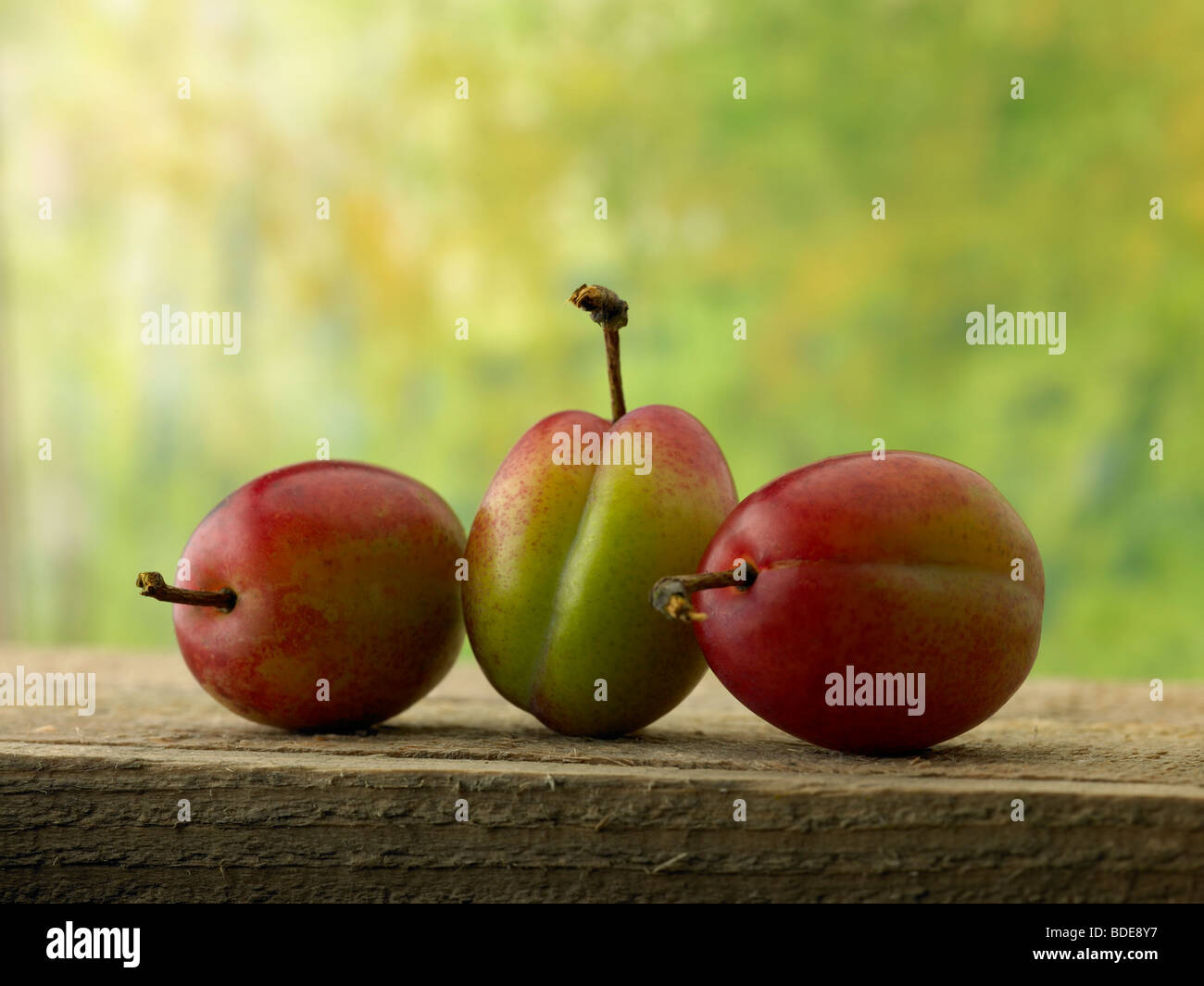 Victoria plum orchard hi-res stock photography and images - Alamy