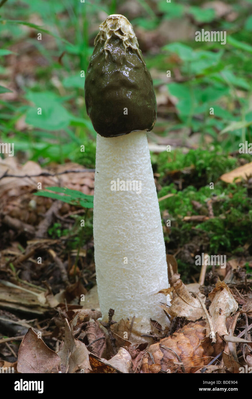 Phallus impudicus hi-res stock photography and images - Alamy