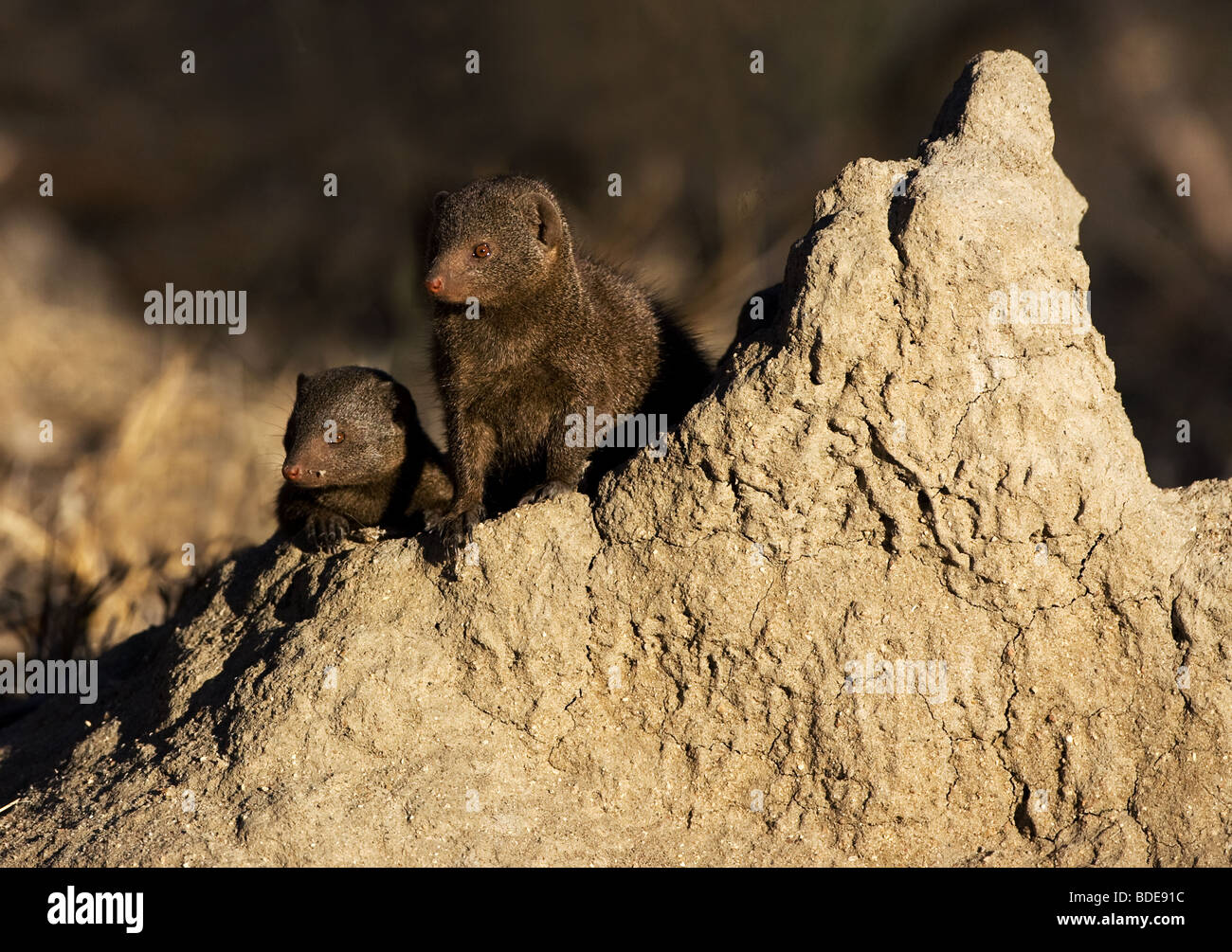 Dwarf Mongoose on termite mound, Kruger Park Stock Photo - Alamy