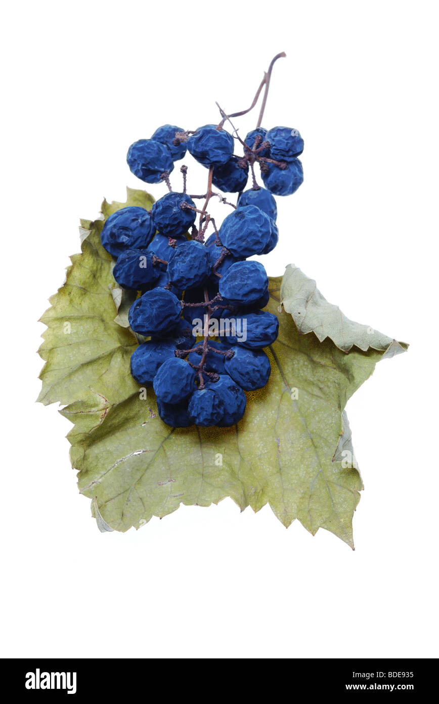 Blue grape cluster as raisin Stock Photo - Alamy