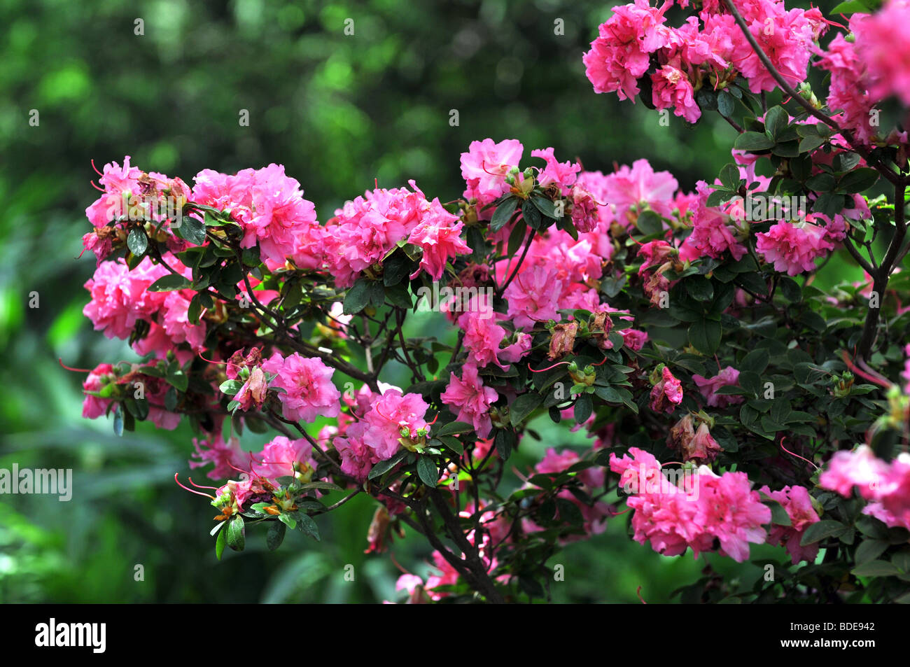 Rose bush with bright pink roses over a green background Stock Photo ...