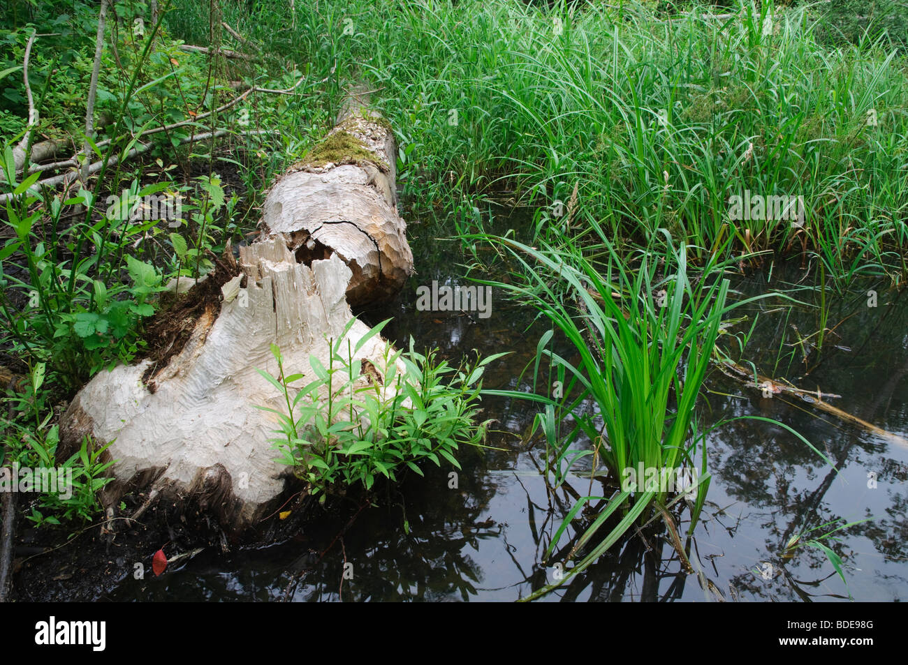 A tree gnawed off by European beaver Castor fiber Stock Photo - Alamy