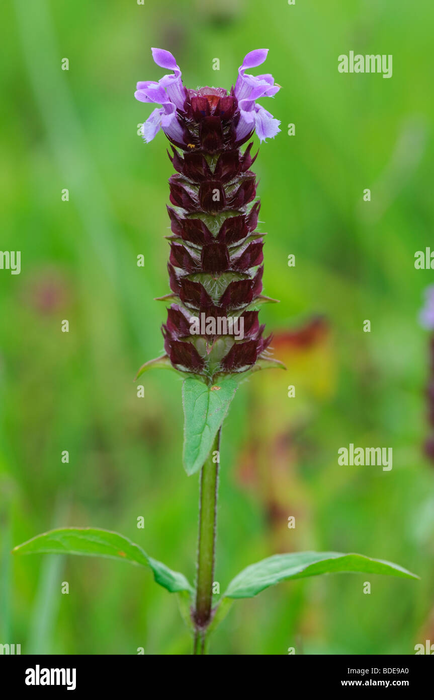 Common selfheal Prunella vulgaris Stock Photo - Alamy