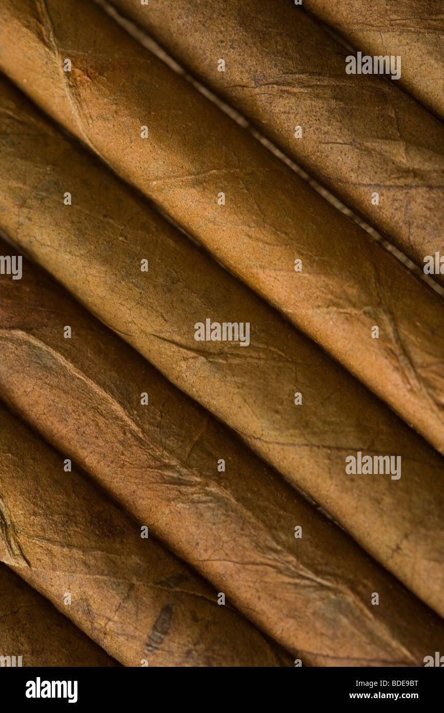the detail of cuban cigar Stock Photo - Alamy