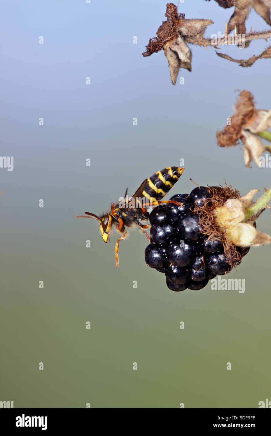 DOLICHOVESPULA MEDIA and Common wasps Vespula vulgaris in flight Stock ...