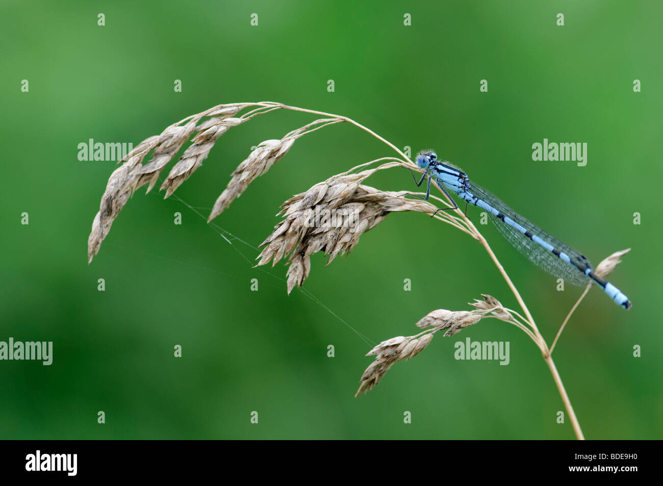 Common bent grass hi-res stock photography and images - Alamy