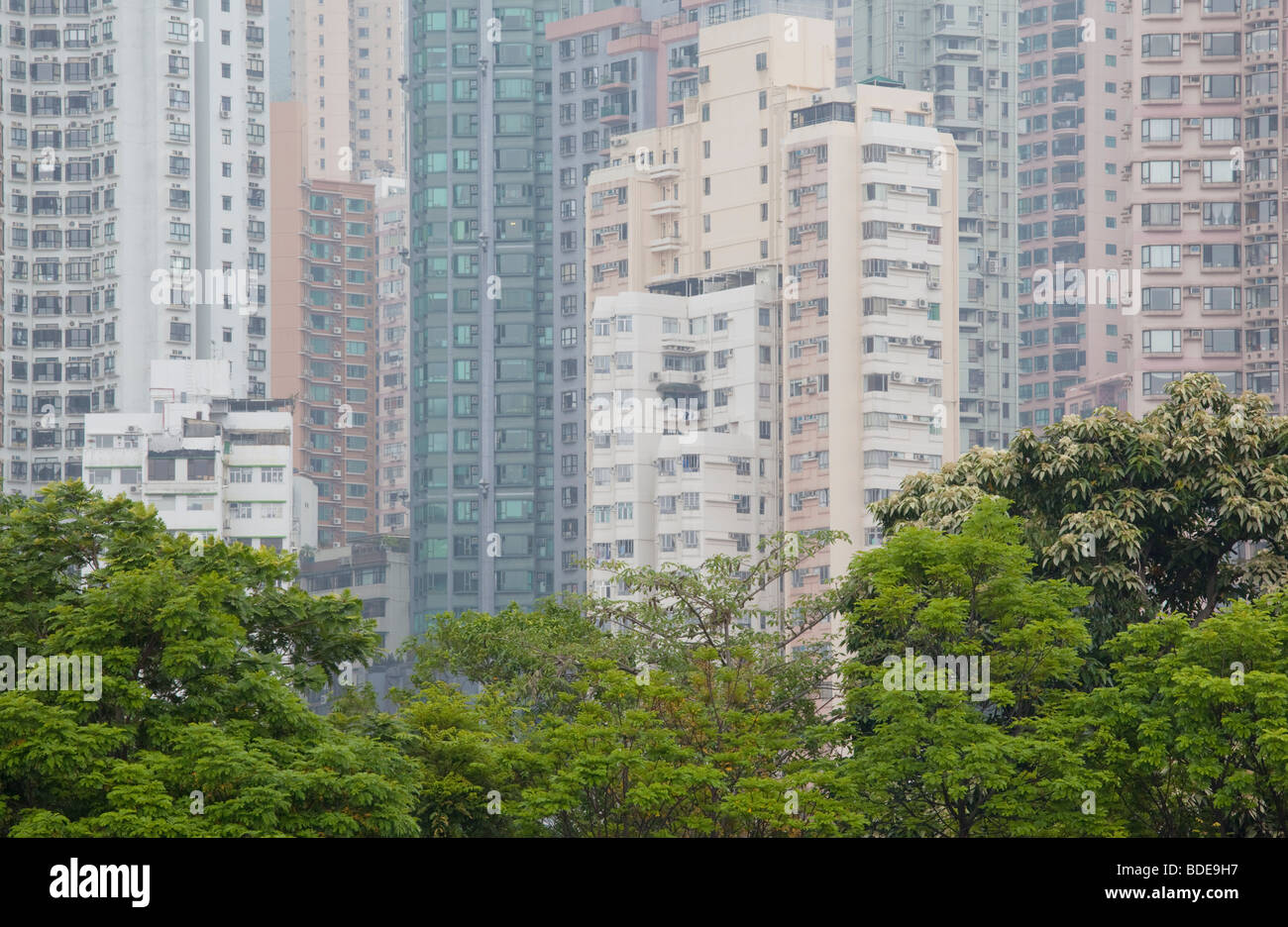 Hong kong tree hi-res stock photography and images - Alamy
